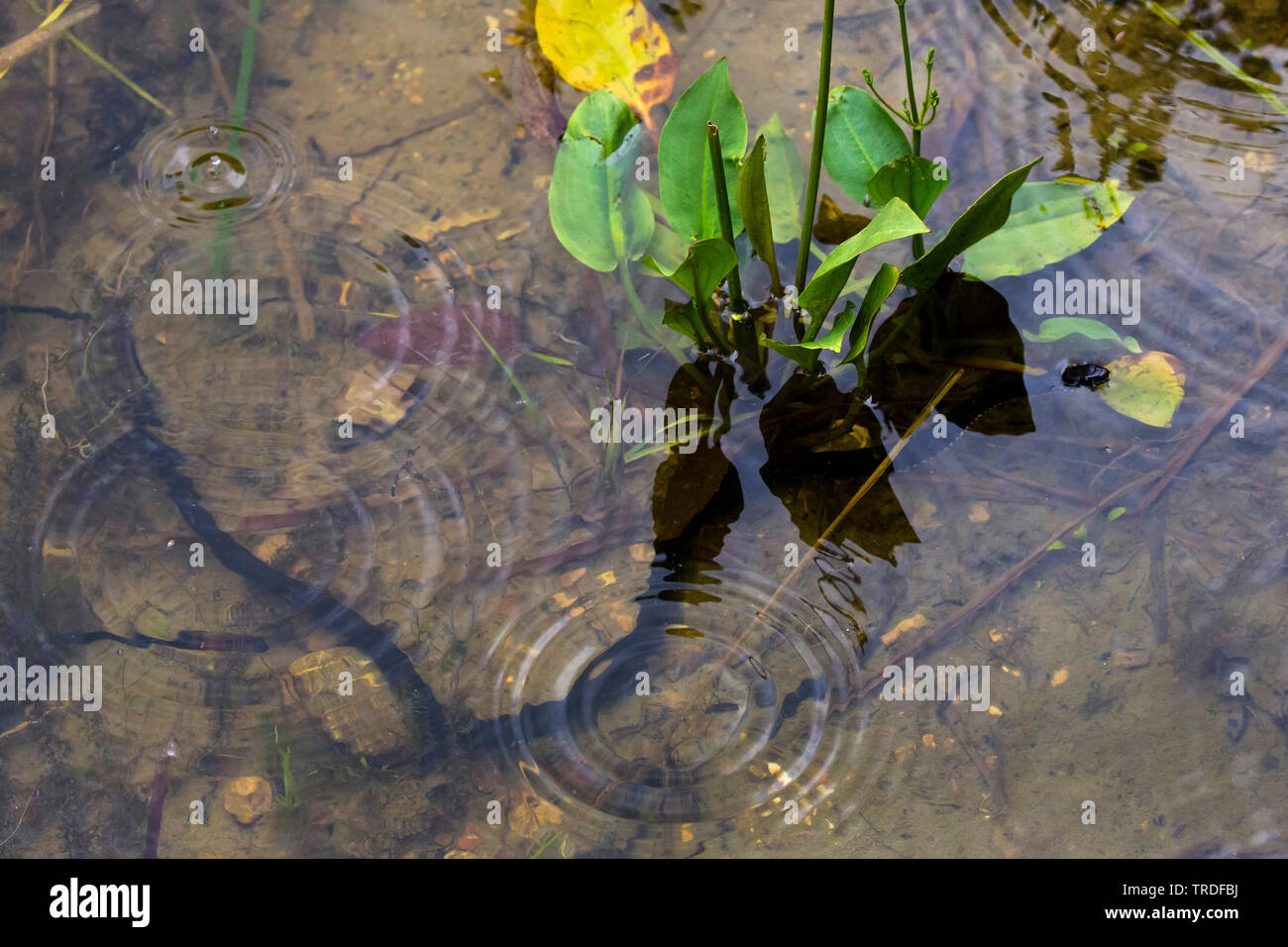 raindrops falling into a pond, Austria, Tyrol Stock Photo - Alamy