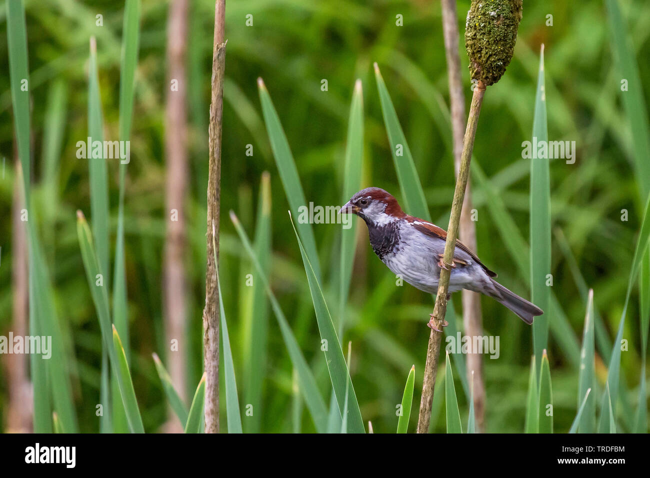 Bulrush and birds hi-res stock photography and images - Alamy