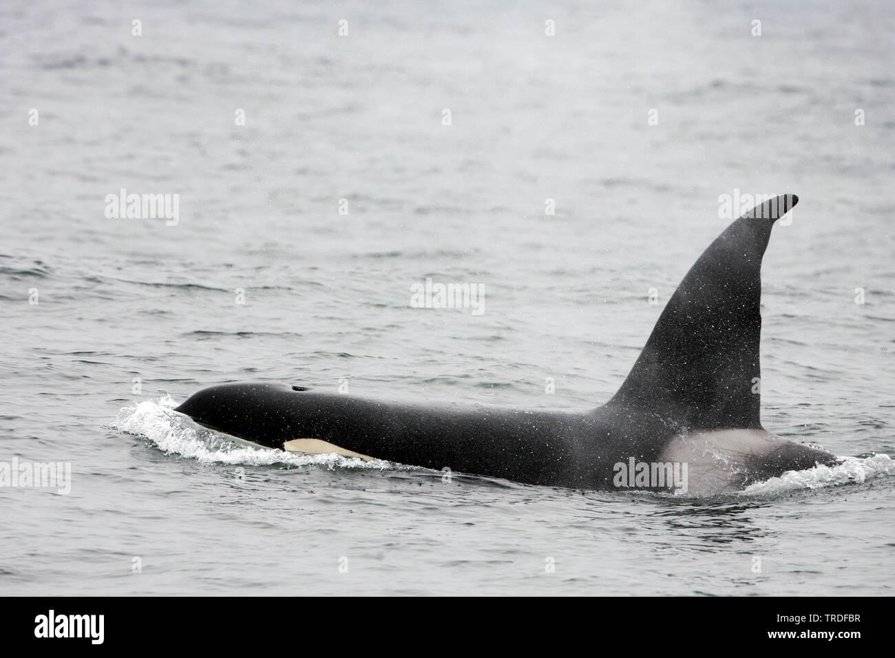 orca, great killer whale, grampus (Orcinus orca), at water surface, USA ...