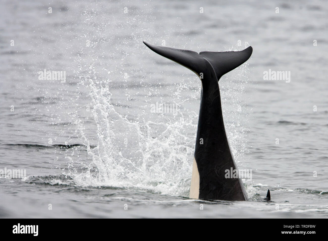 orca, great killer whale, grampus (Orcinus orca), showing its tail-fin ...