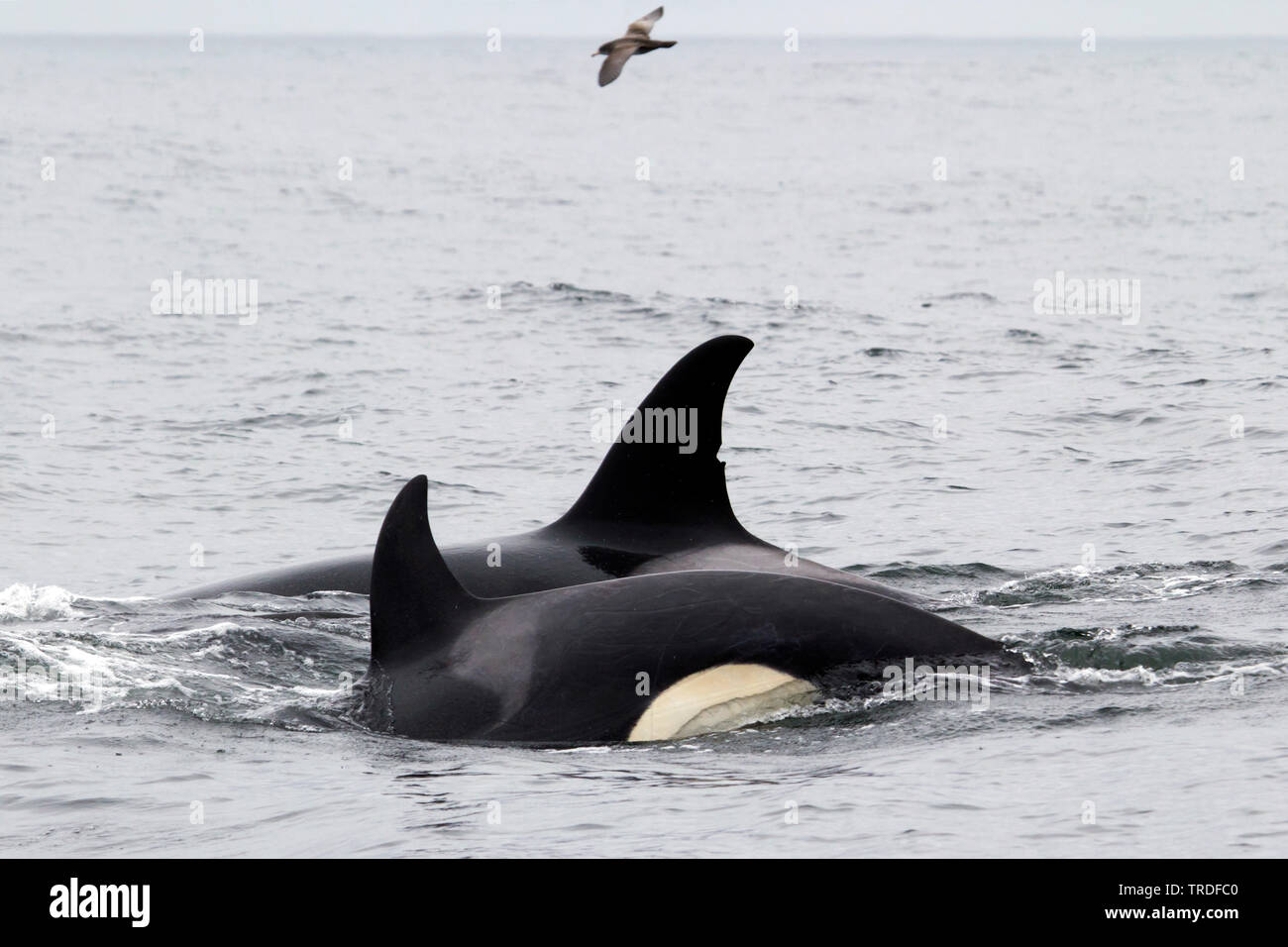orca, great killer whale, grampus (Orcinus orca), at water surface, USA ...