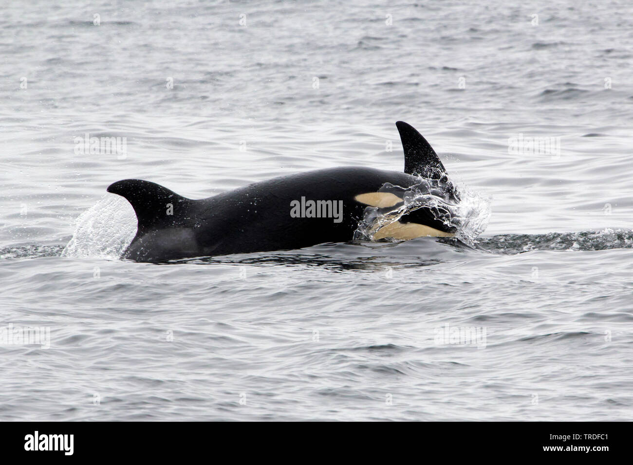 orca, great killer whale, grampus (Orcinus orca), at water surface, USA ...