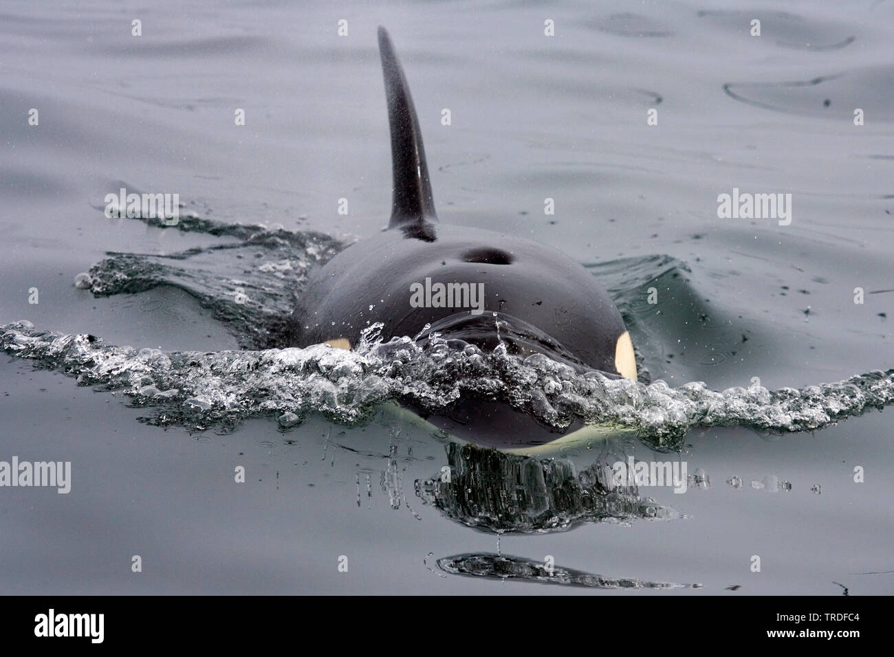 orca, great killer whale, grampus (Orcinus orca), at water surface, USA ...