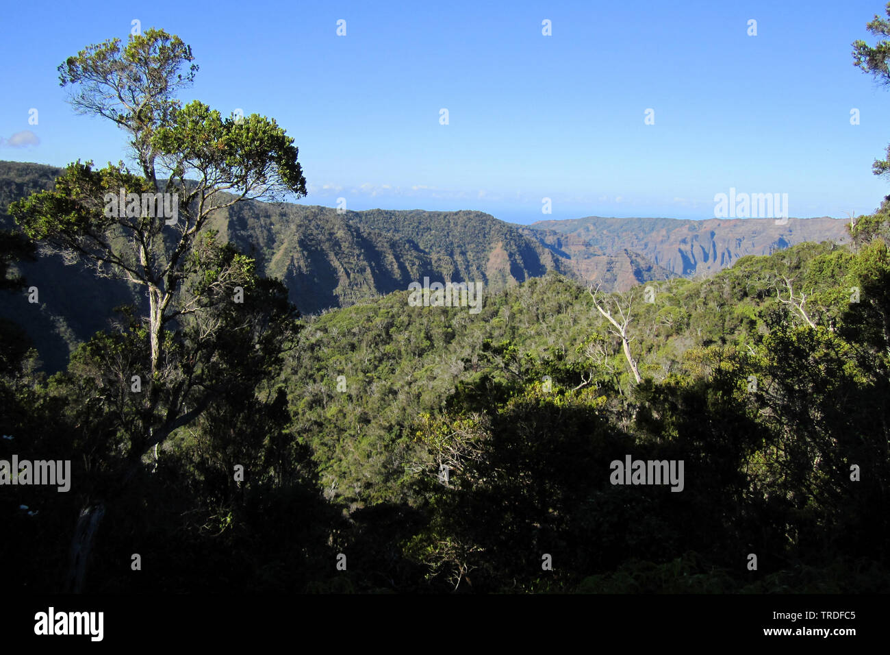 Koke'e State park, USA, Hawaii Stock Photo - Alamy