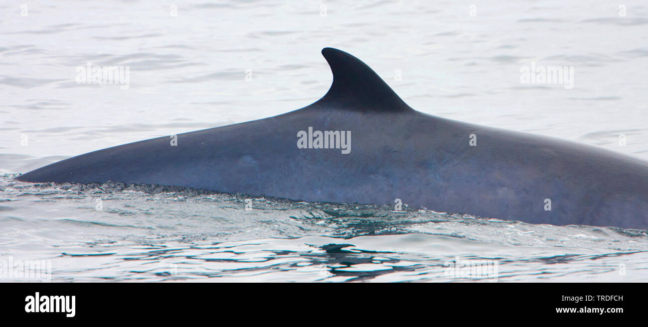 minke whale, lesser rorqual (Balaenoptera acutorostrata), on water ...