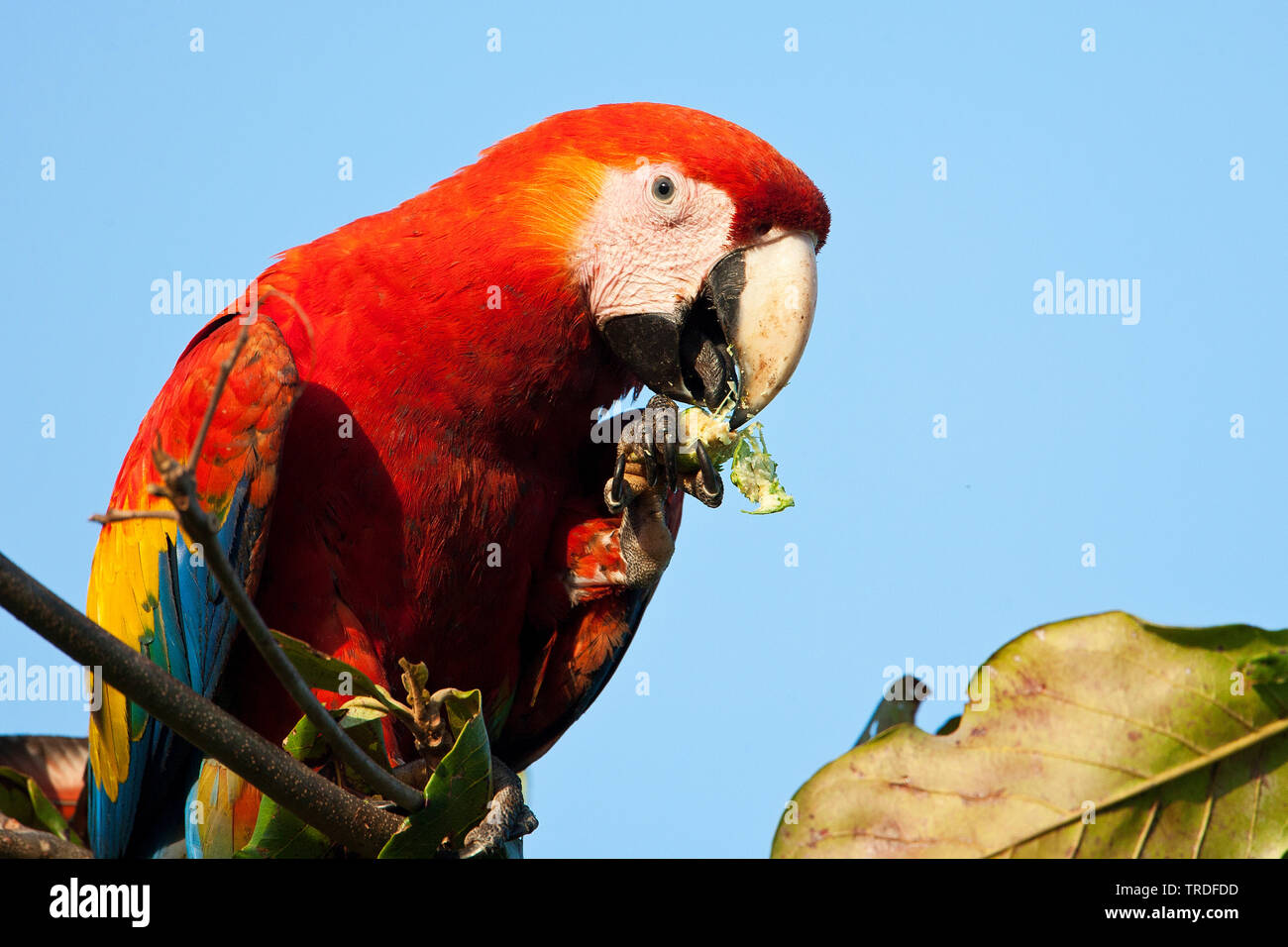 scarlet macaw (Ara macao), eating, Costa Rica Stock Photo - Alamy