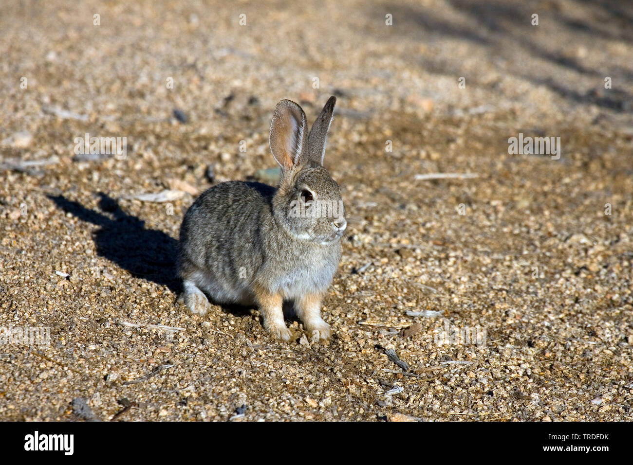 Desert cottontail rabbit hi-res stock photography and images - Alamy