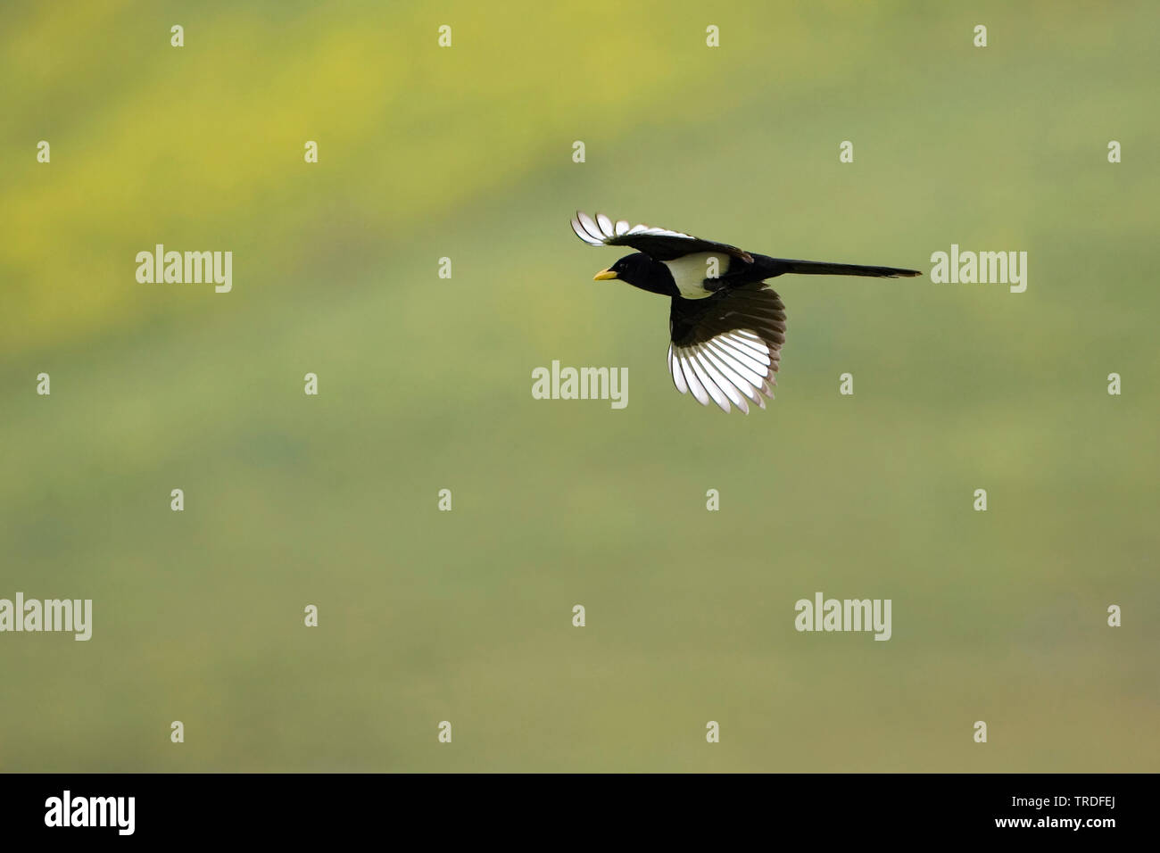 yellow-billed magpie (Pica nuttalli), flying, USA, California Stock ...