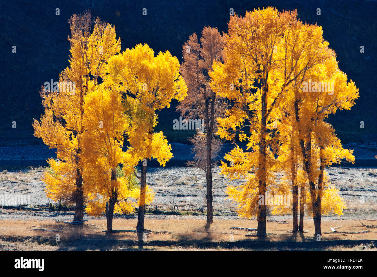 Gold fall colours hi-res stock photography and images - Alamy