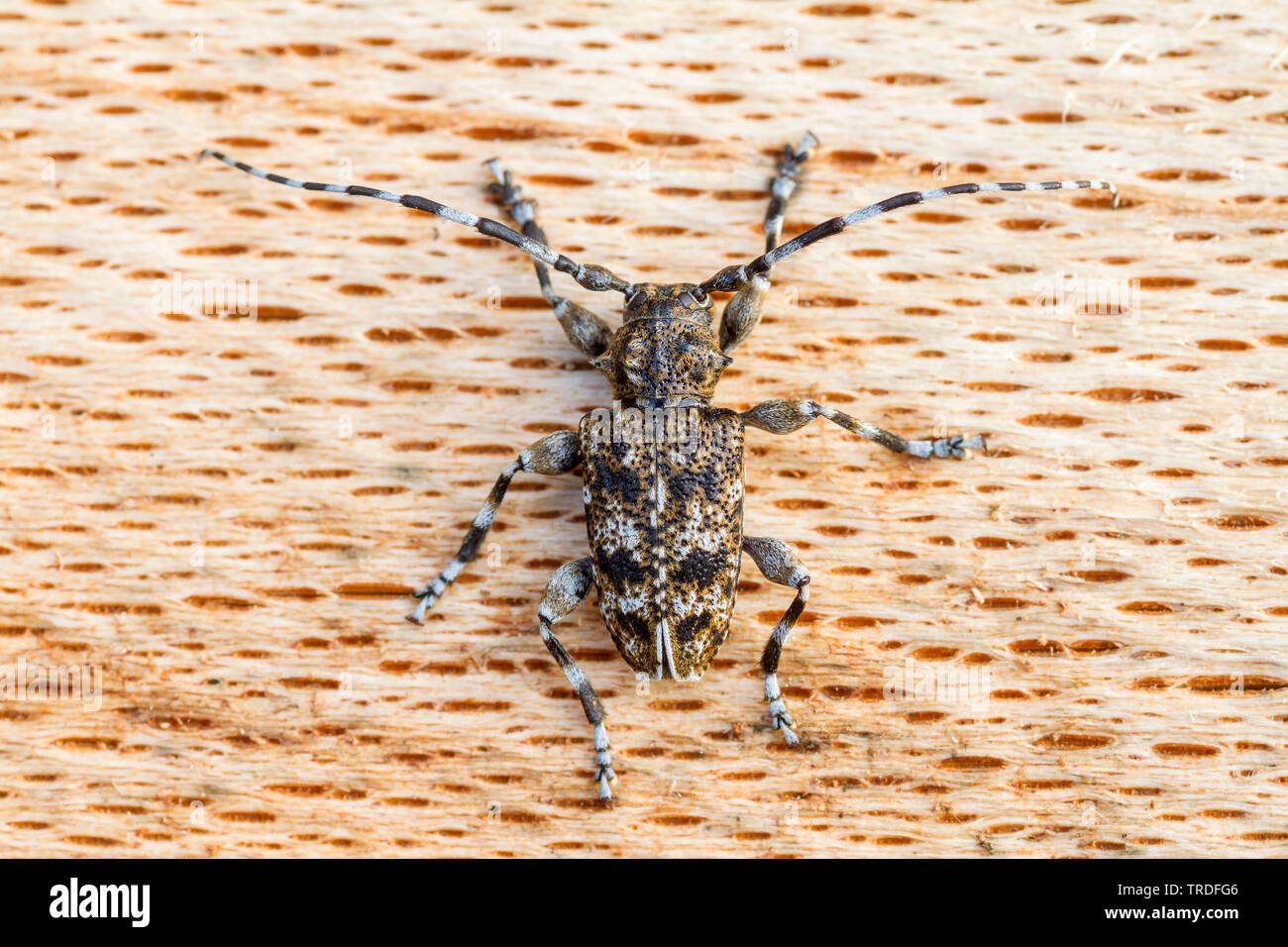 Long horned beetle acanthoderes hi-res stock photography and images - Alamy