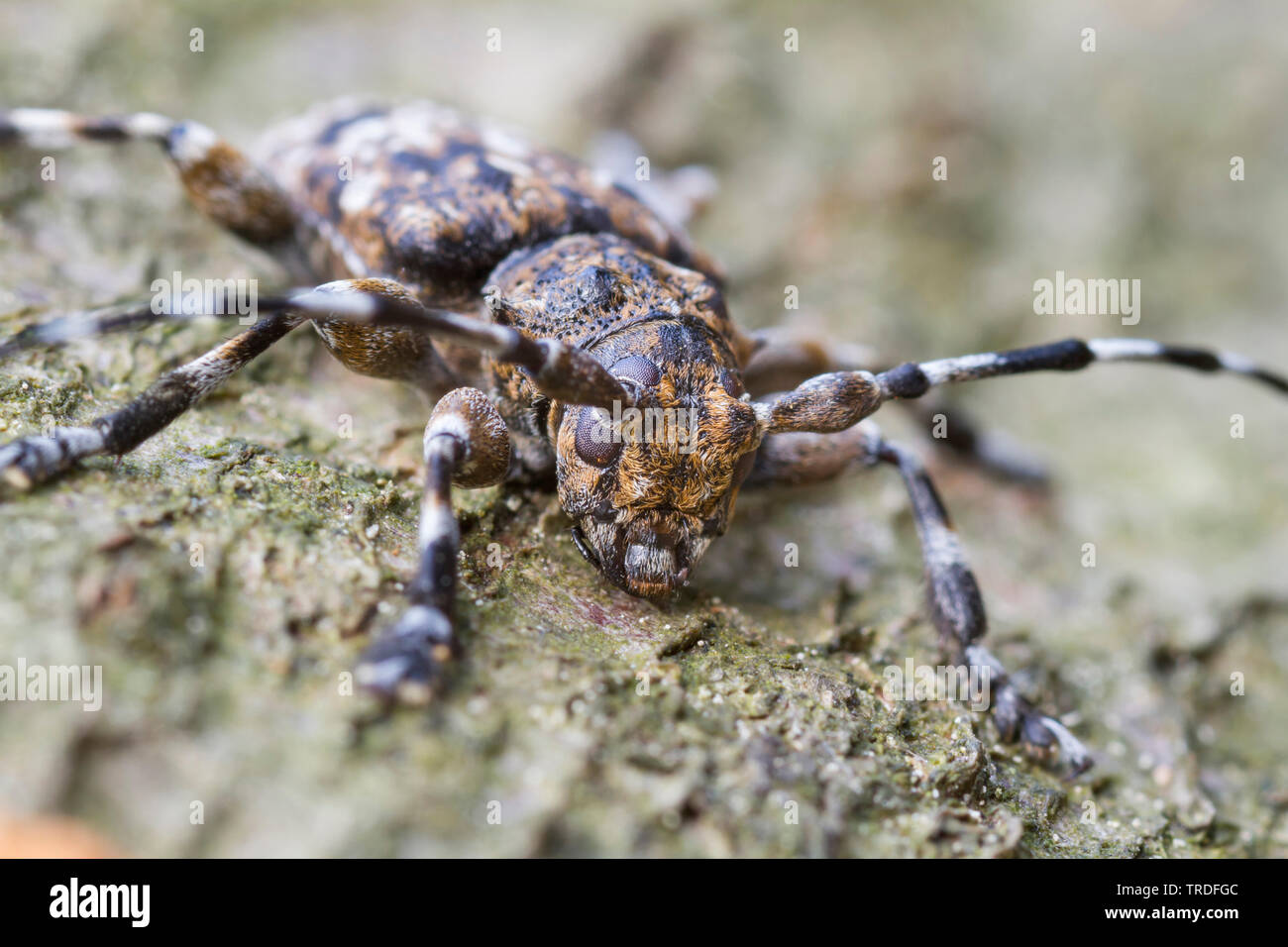 Long-horned beetle (Acanthoderes clavipes), imago, Germany Stock Photo ...