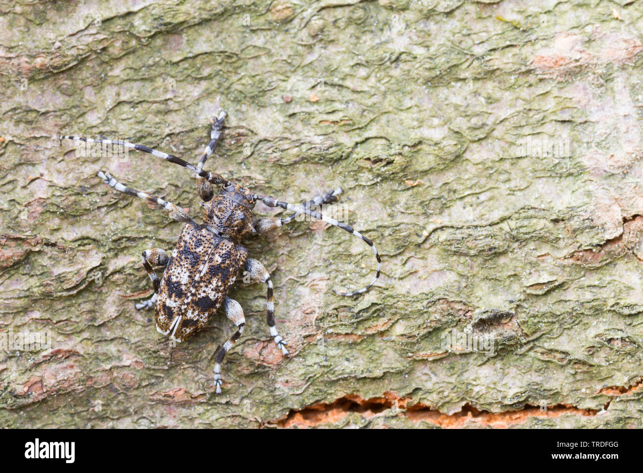 Long-horned beetle (Acanthoderes clavipes), imago, Germany Stock Photo ...