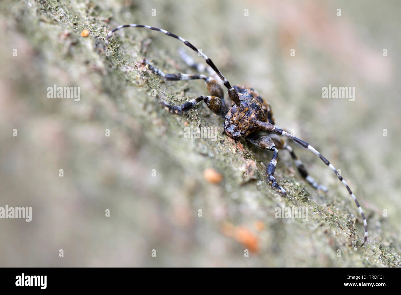 Long horned beetle acanthoderes hi-res stock photography and images - Alamy