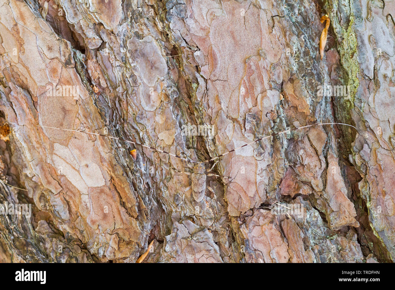 Timberman beetle, Siberian timberman, Siberian timberman beetle ...