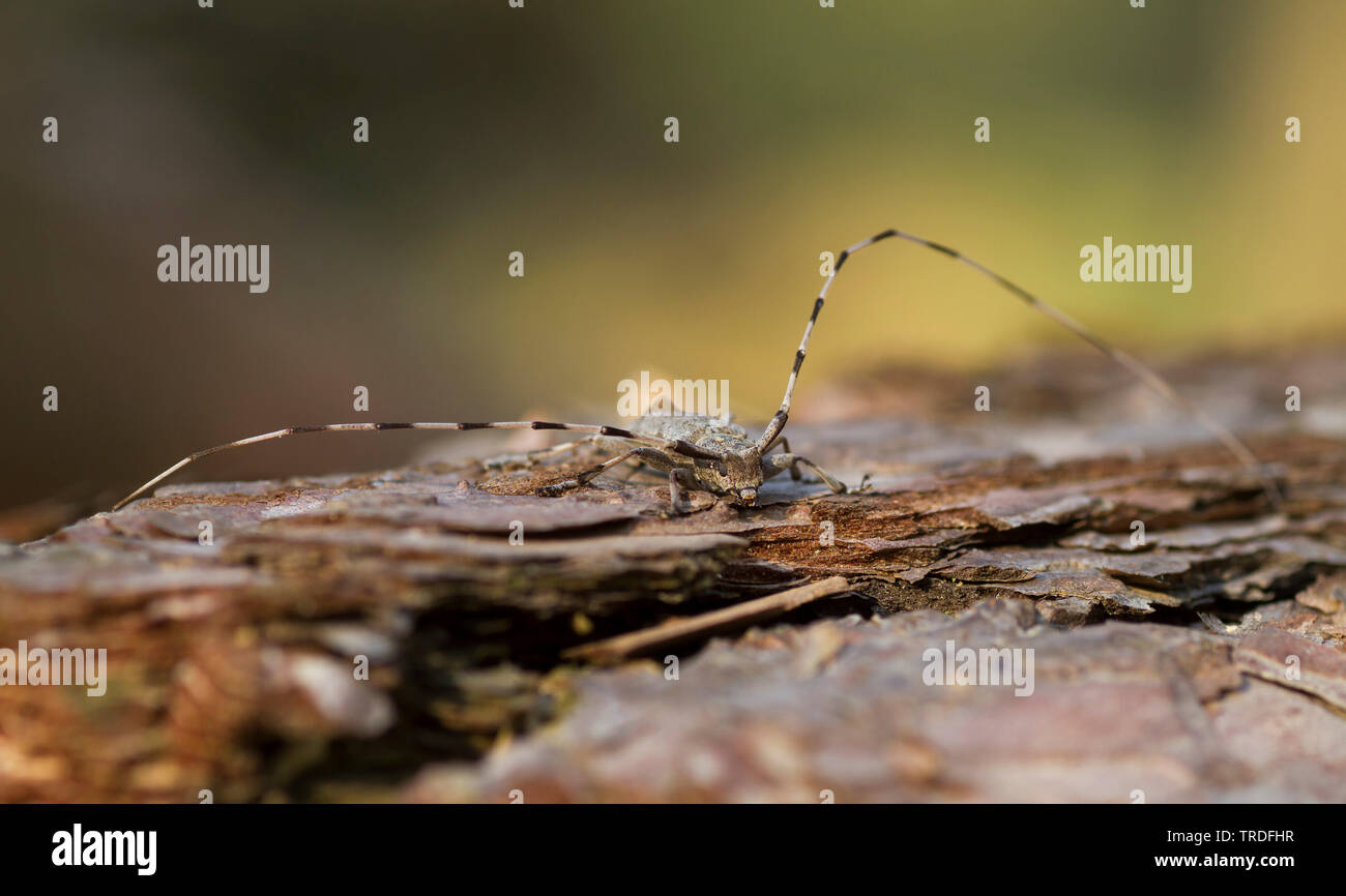 Timberman beetle, Siberian timberman, Siberian timberman beetle ...