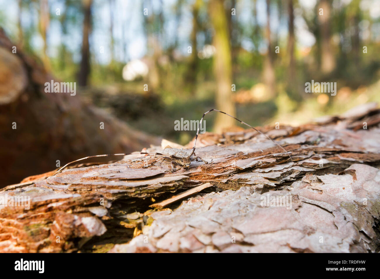 Timberman beetle acanthocinus aedilis hi-res stock photography and ...