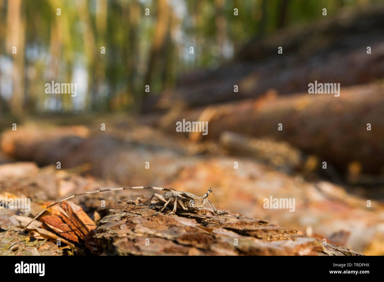 Timberman beetle acanthocinus aedilis hi-res stock photography and ...