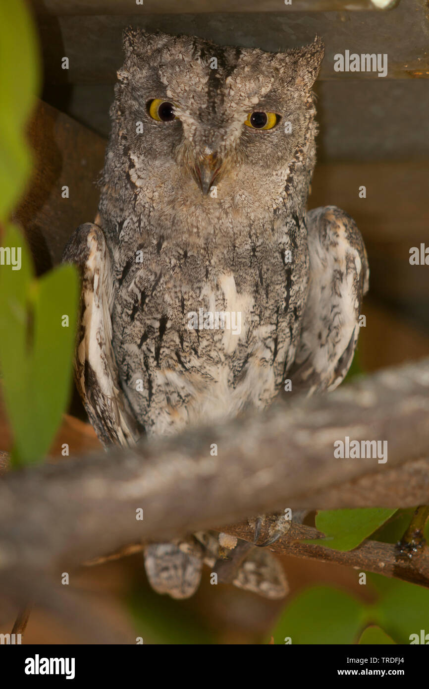 African scops owl (Otus senegalensis), on a branch, Namibia Stock Photo ...
