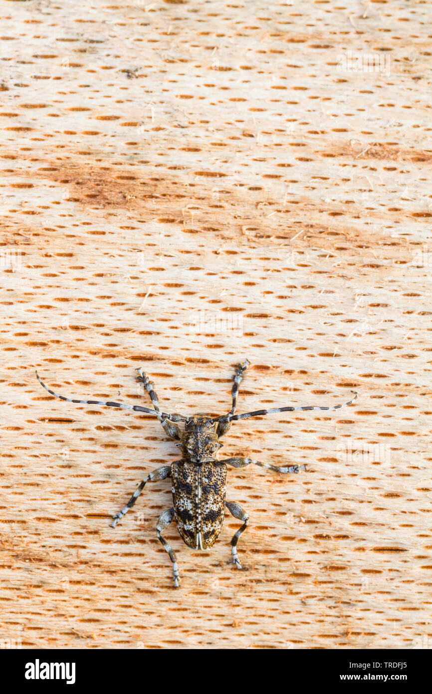 Long-horned beetle (Acanthoderes clavipes), imago, Germany Stock Photo ...