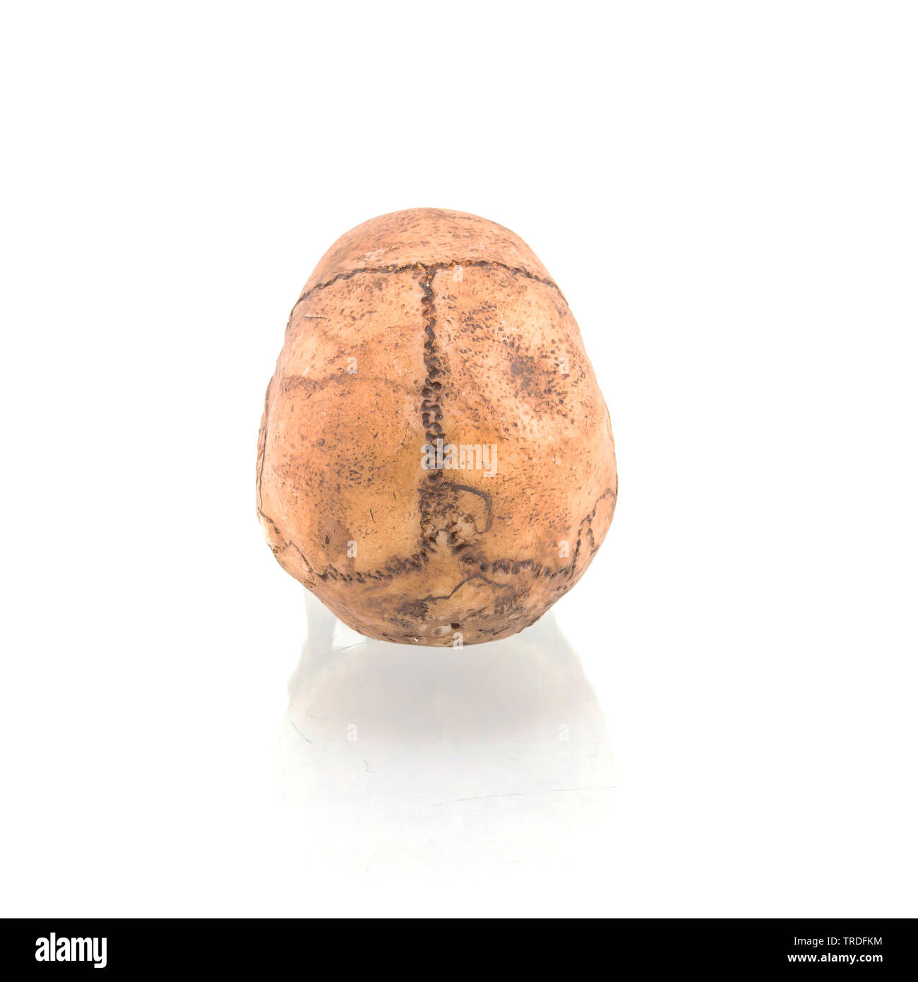 Human skull isolated on white background Stock Photo - Alamy