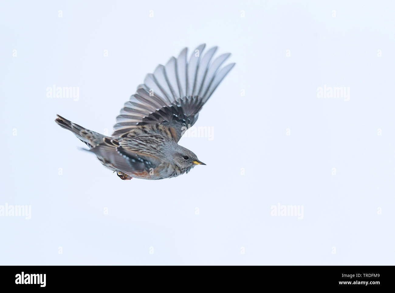 Alpine accentor (Prunella collaris, Prunella collaris collaris), in ...