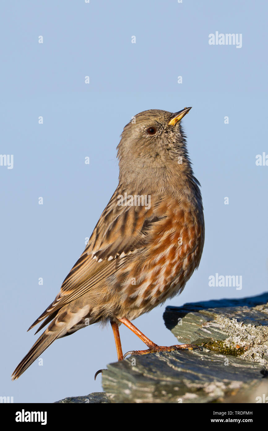 Alpine accentor (Prunella collaris, Prunella collaris collaris ...