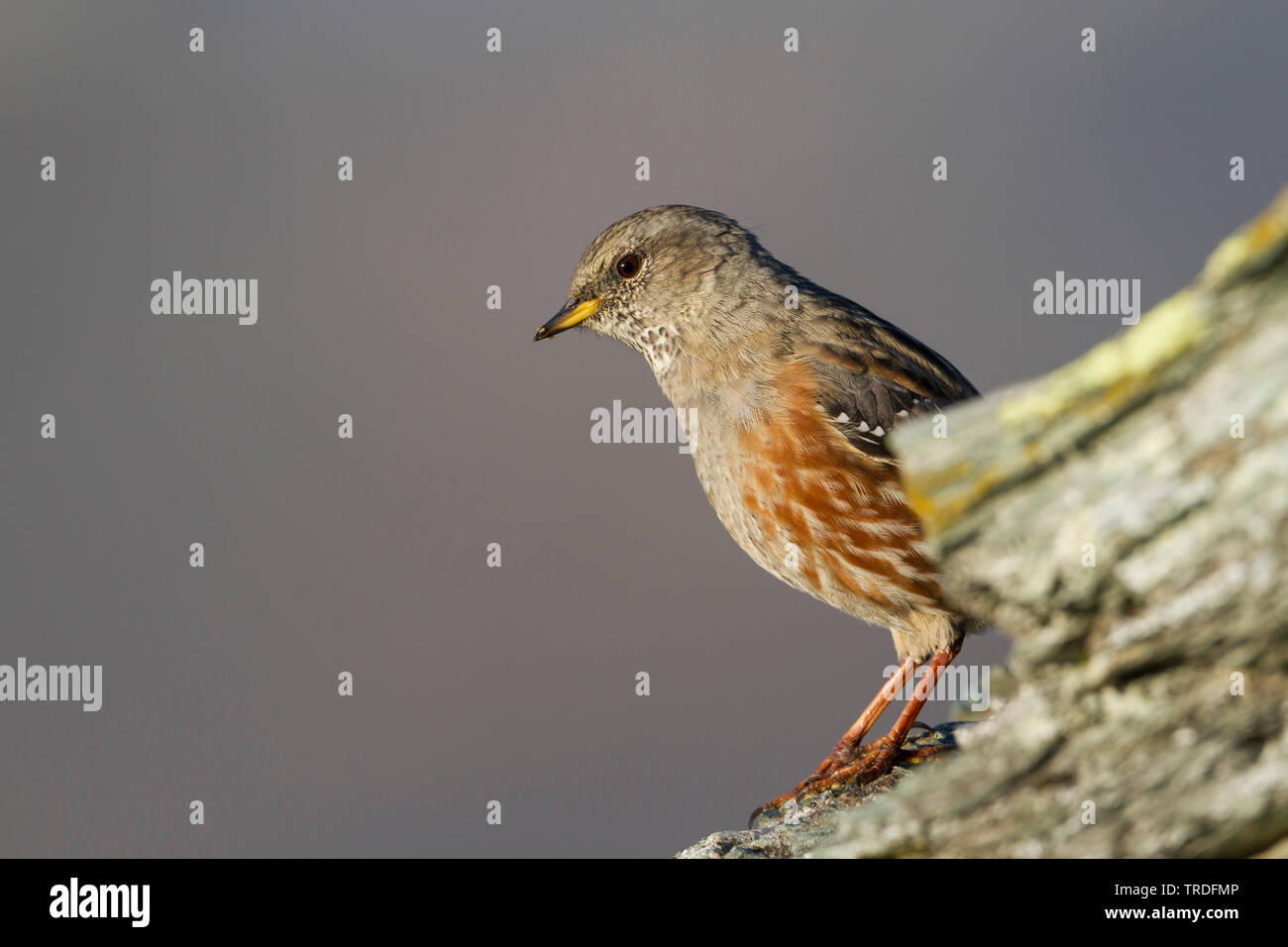 Alpine accentor (Prunella collaris, Prunella collaris collaris ...