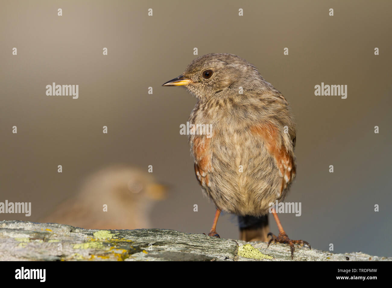 Alpine accentor (Prunella collaris, Prunella collaris collaris ...