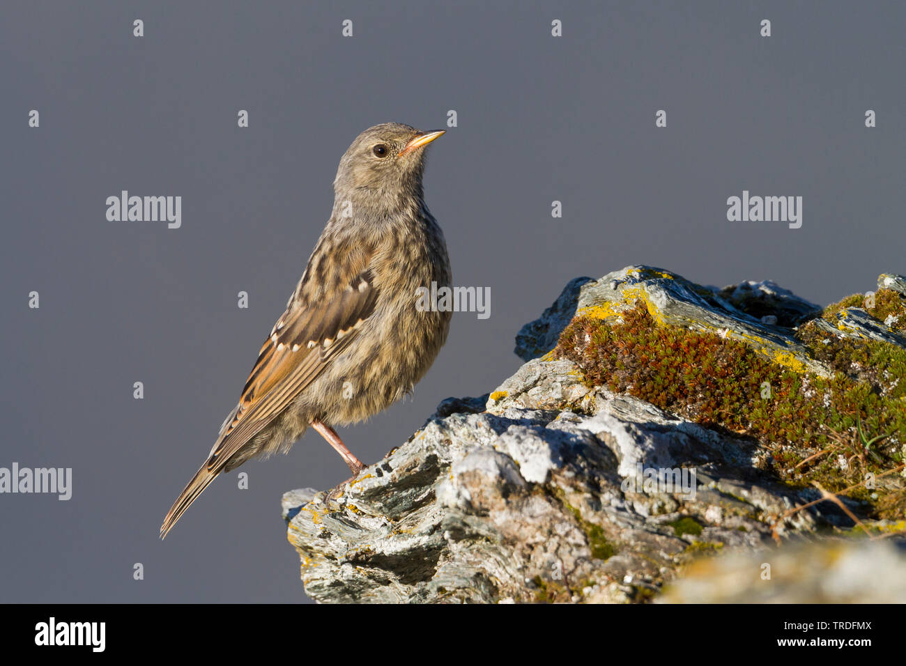 Alpine accentor (Prunella collaris, Prunella collaris collaris ...