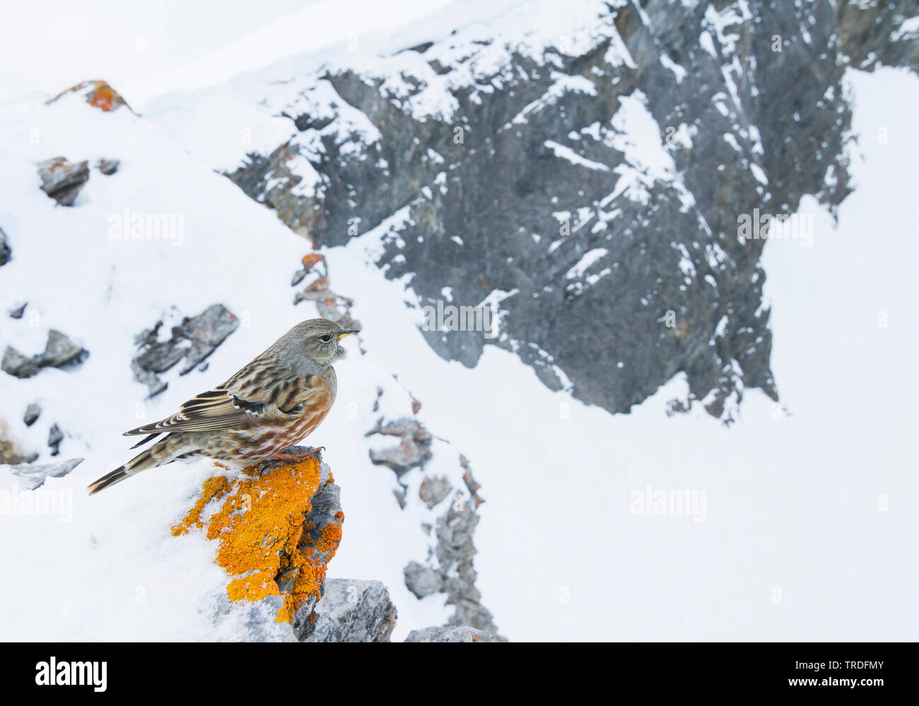 Alpine accentor (Prunella collaris, Prunella collaris collaris), in the ...