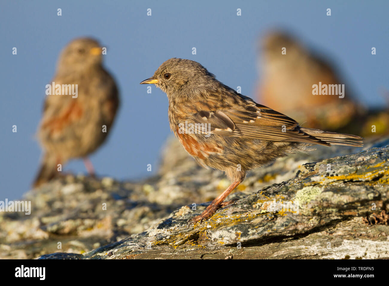 Alpine accentor (Prunella collaris, Prunella collaris collaris ...