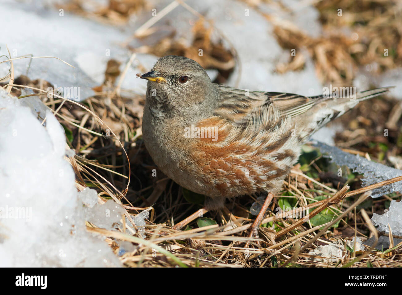 Alpine accentor (Prunella collaris, Prunella collaris collaris ...