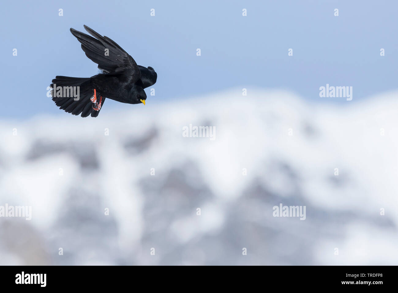 alpine chough (Pyrrhocorax graculus), in flight, Switzerland Stock ...