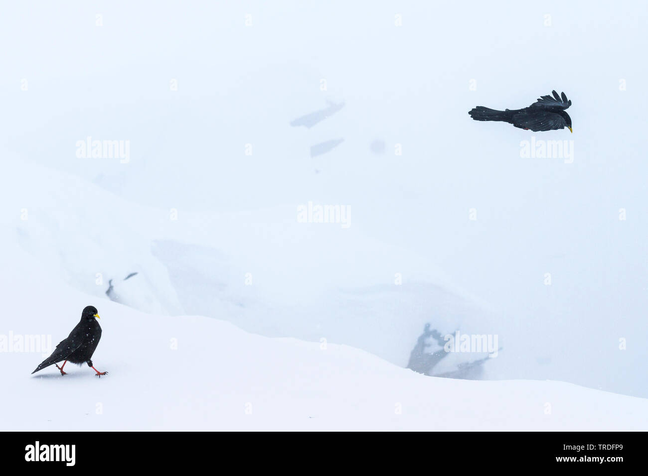 alpine chough (Pyrrhocorax graculus), flying, Switzerland Stock Photo ...
