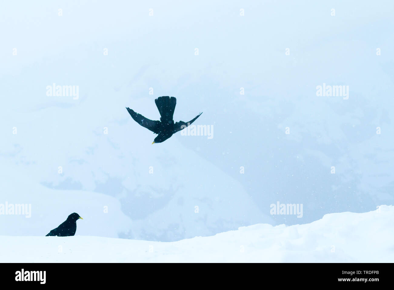 alpine chough (Pyrrhocorax graculus), flying, Switzerland Stock Photo ...