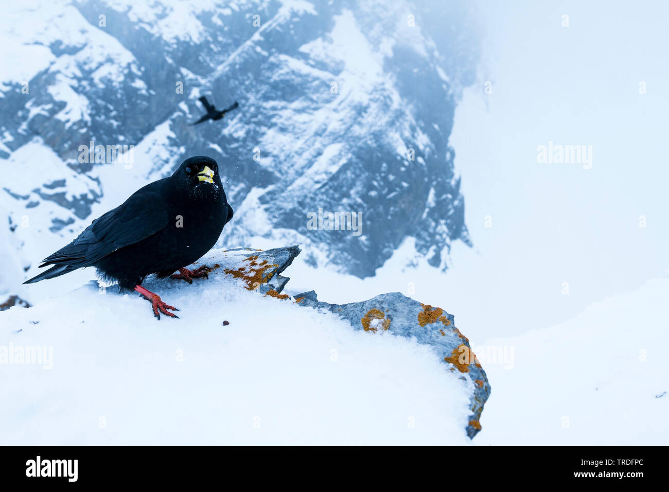 alpine chough (Pyrrhocorax graculus), in snow, Switzerland Stock Photo ...