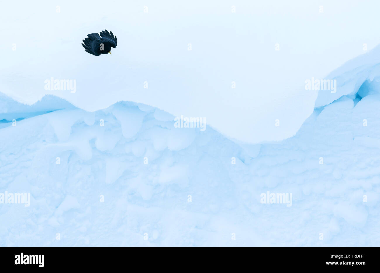 alpine chough (Pyrrhocorax graculus), flying, Switzerland Stock Photo ...