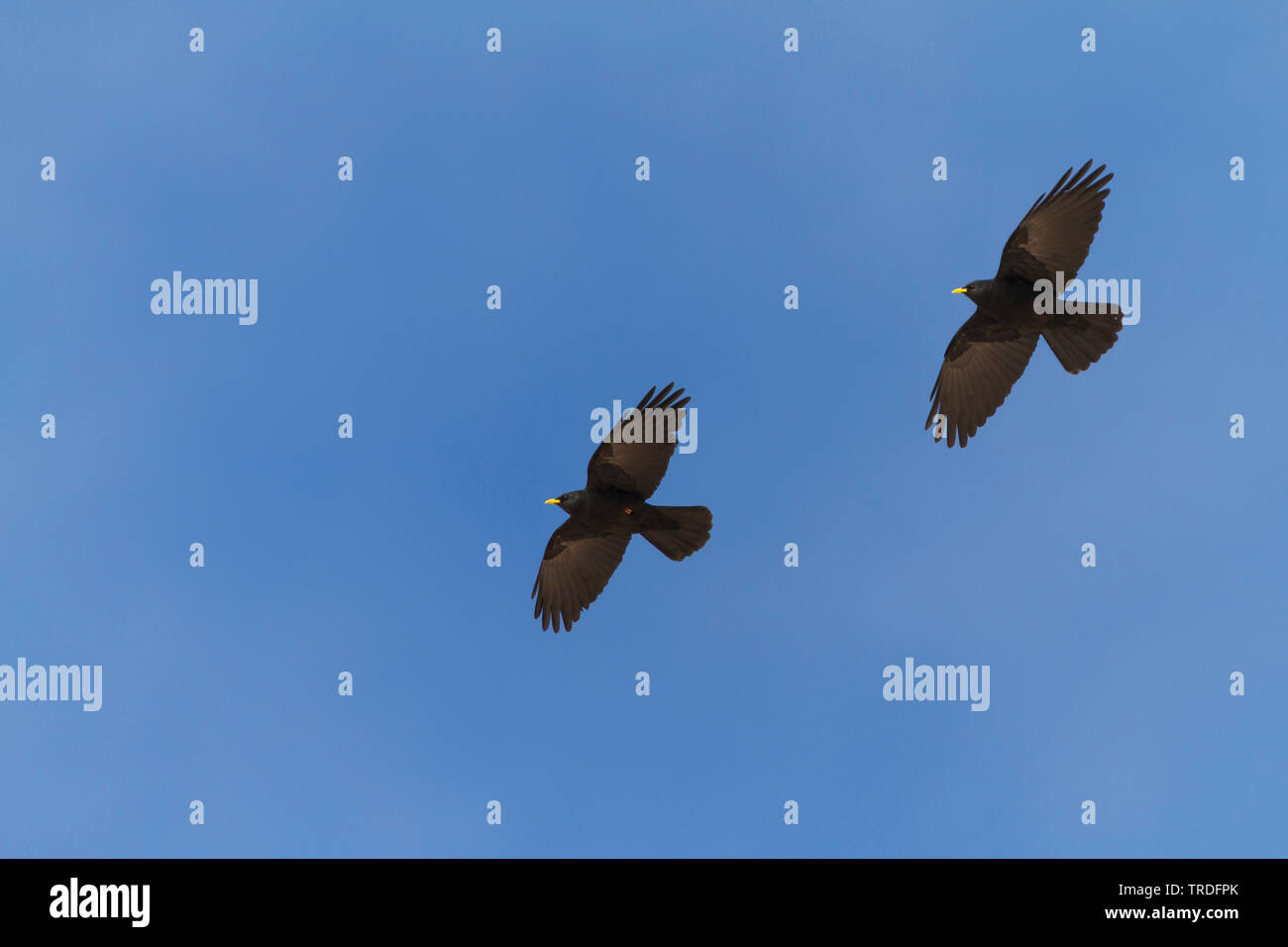 alpine chough (Pyrrhocorax graculus), in flight, Switzerland Stock ...