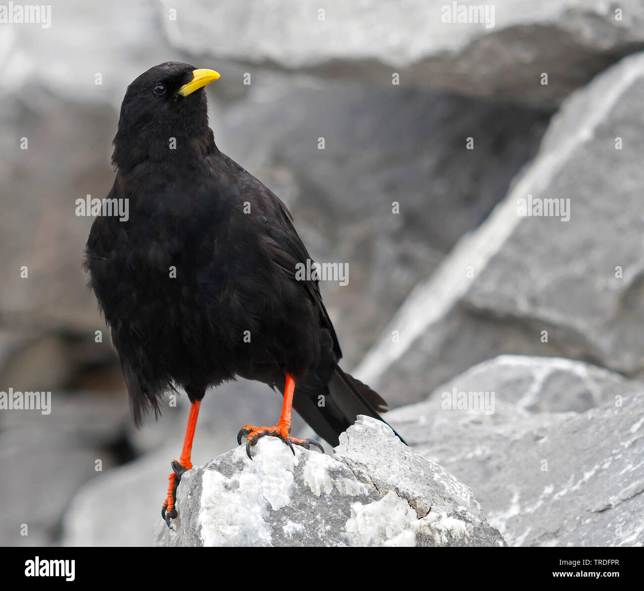 alpine chough (Pyrrhocorax graculus), sitting on a rock, Switzerland ...