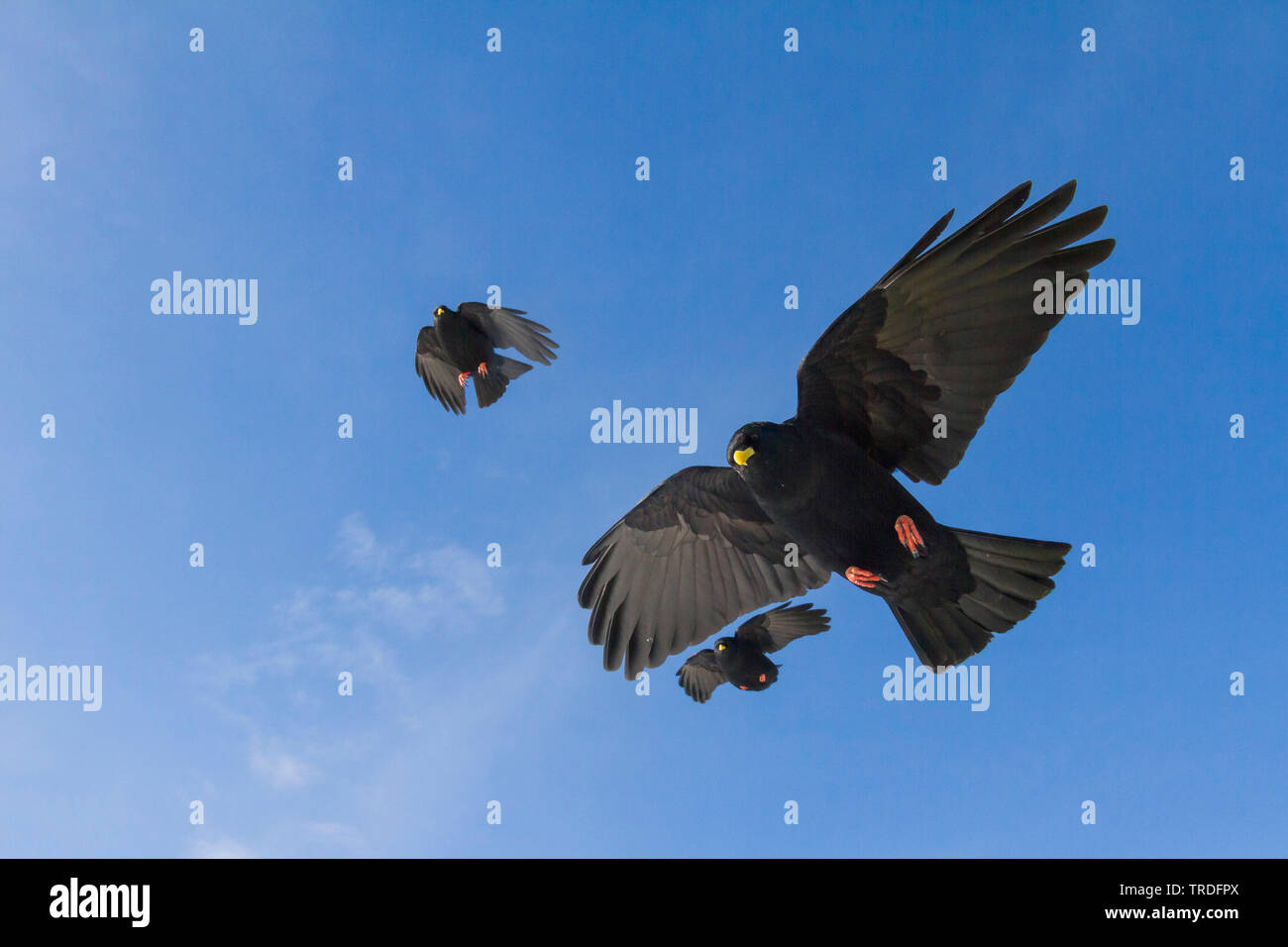 alpine chough (Pyrrhocorax graculus), in flight, Switzerland Stock ...