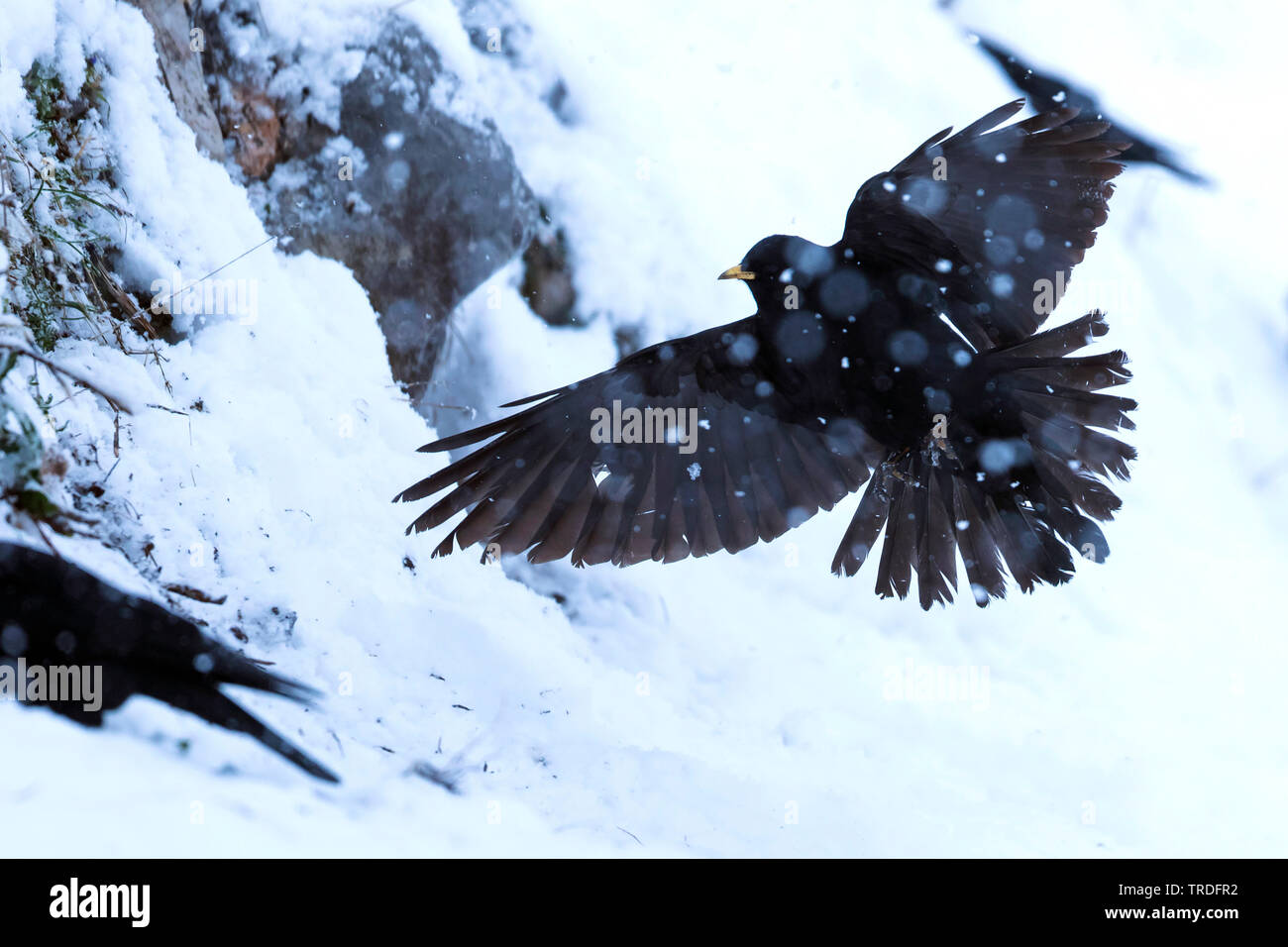 alpine chough (Pyrrhocorax graculus), landing in snow, Switzerland ...