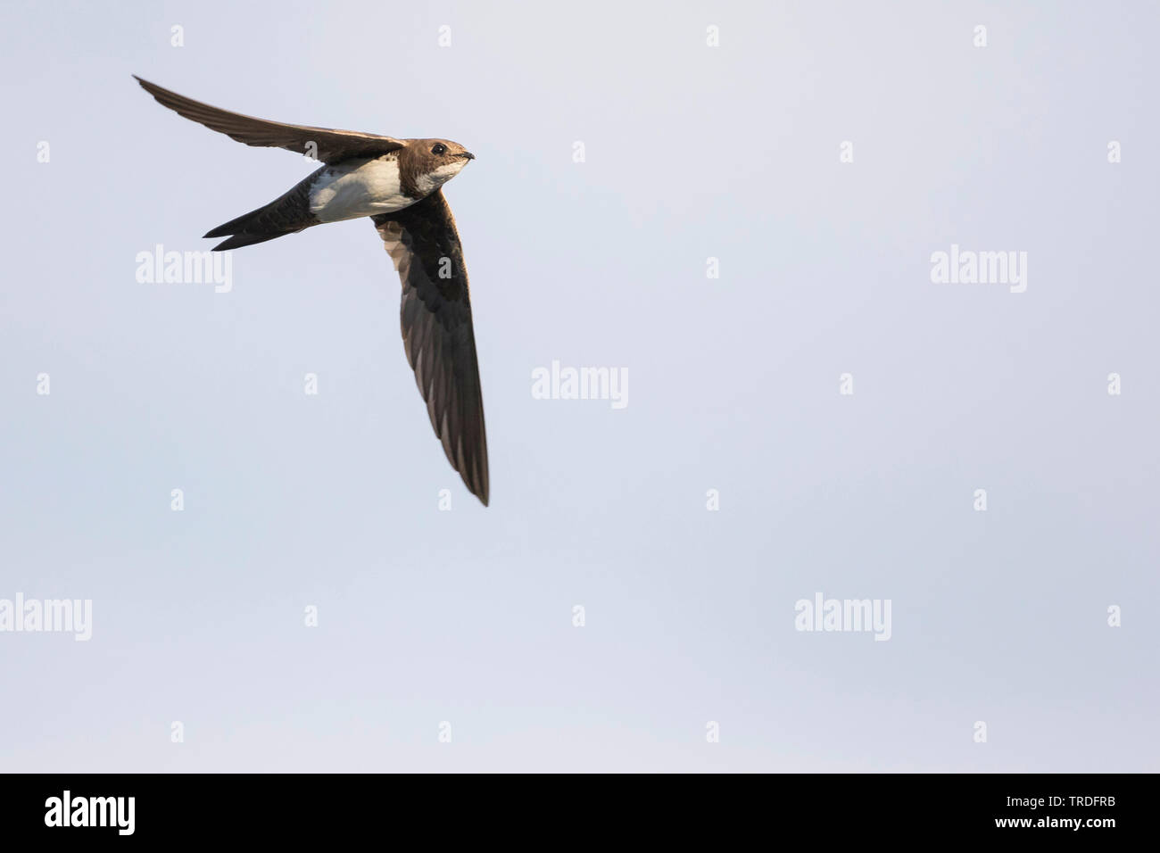 Alpine swift (Apus melba, Tachymarptis melba), flying, Cyprus Stock ...