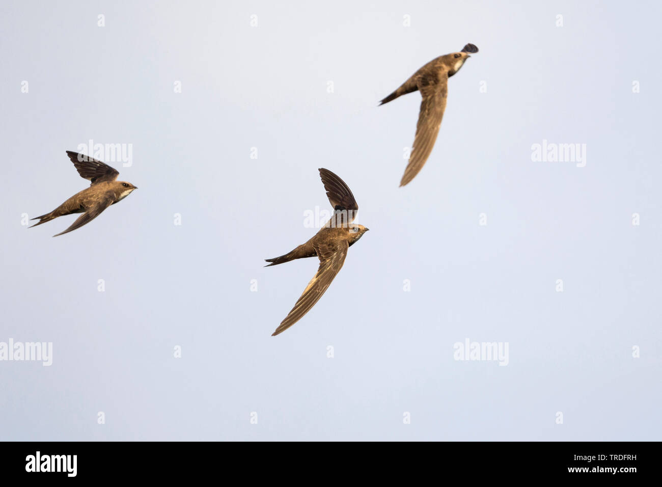 Alpine swift (Apus melba, Tachymarptis melba), flying, Cyprus Stock ...