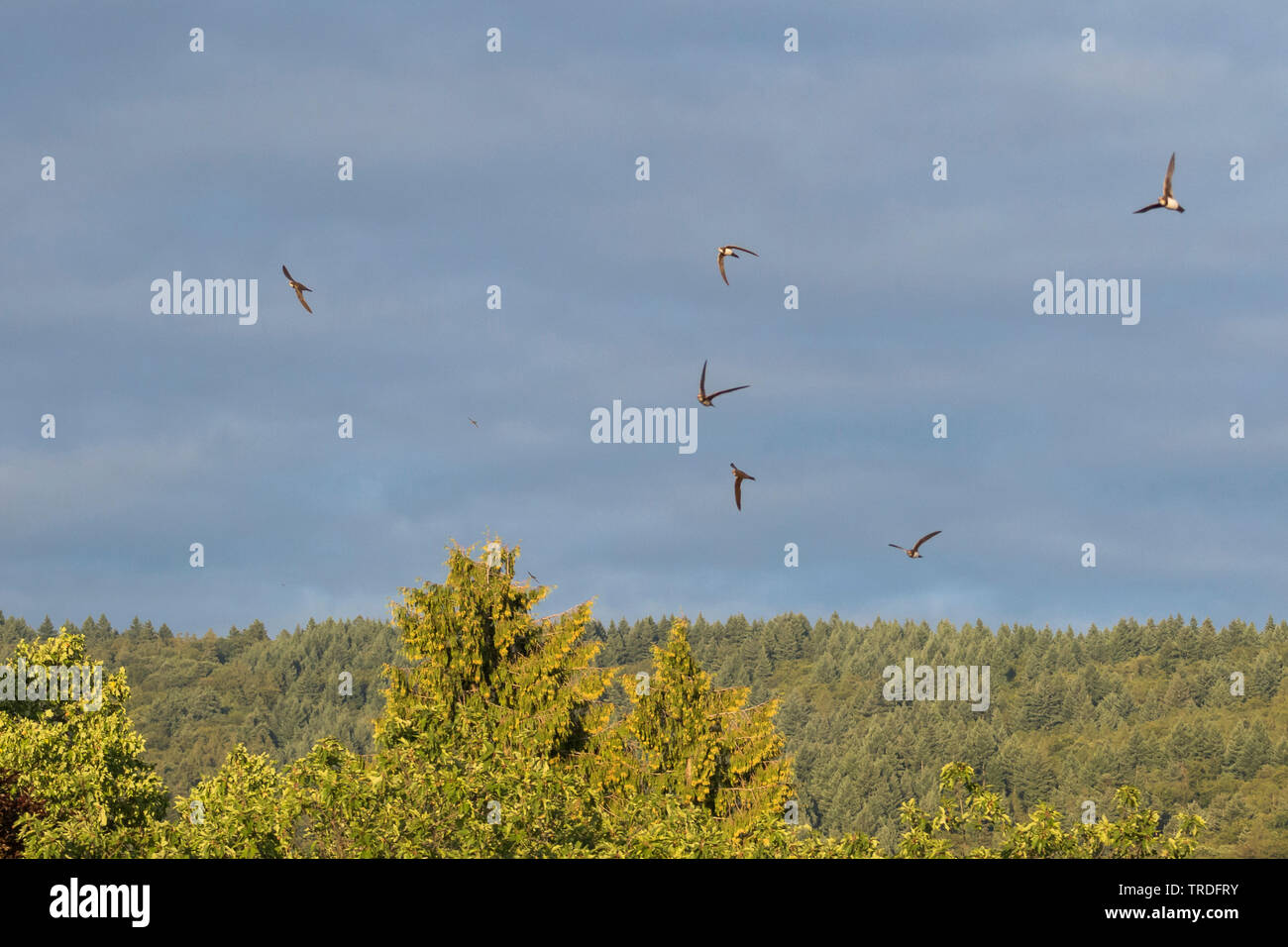 Alpine swift (Apus melba, Tachymarptis melba), flying, Germany Stock ...