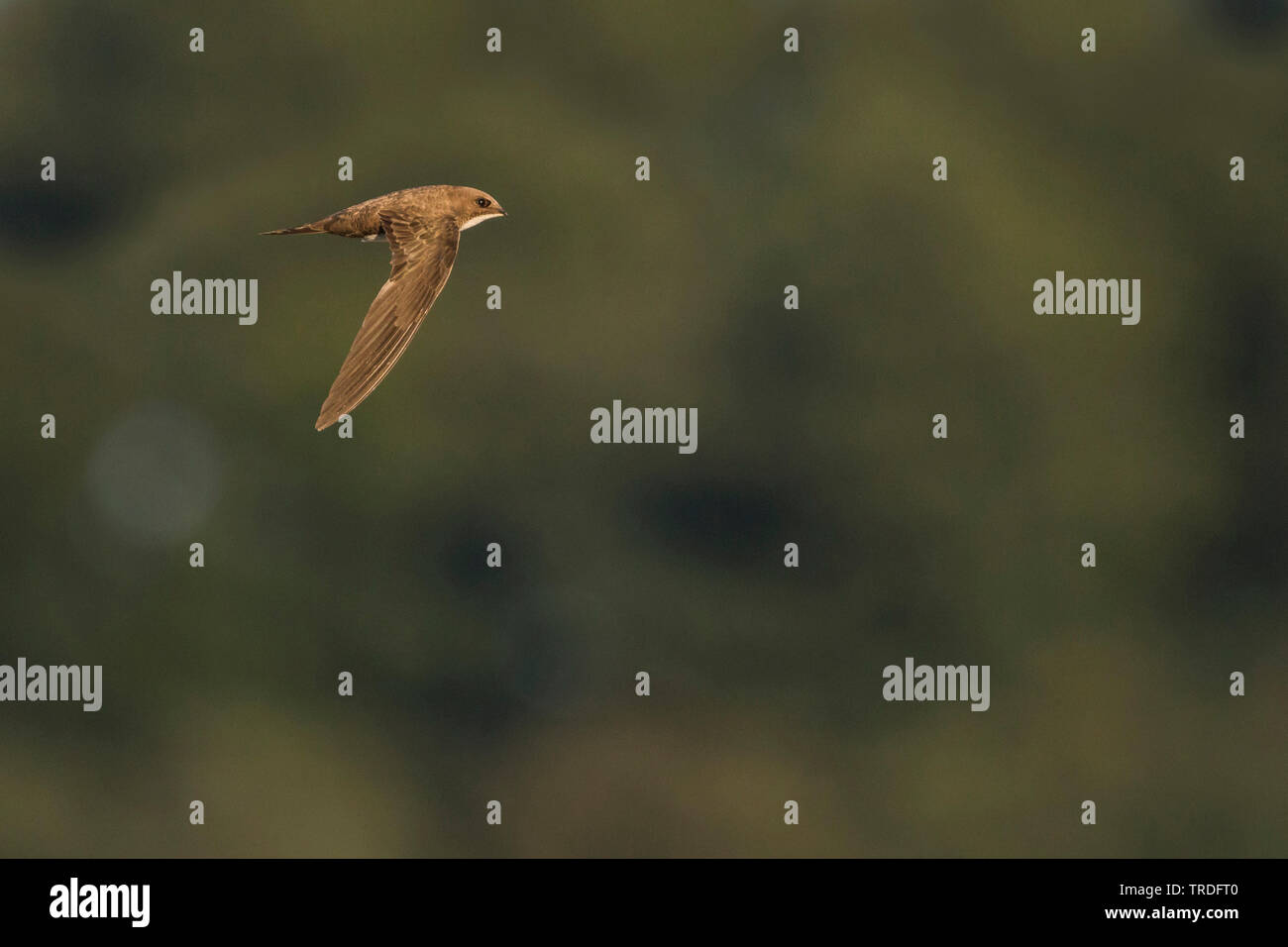 Alpine swift (Apus melba, Tachymarptis melba), flying, Germany Stock ...