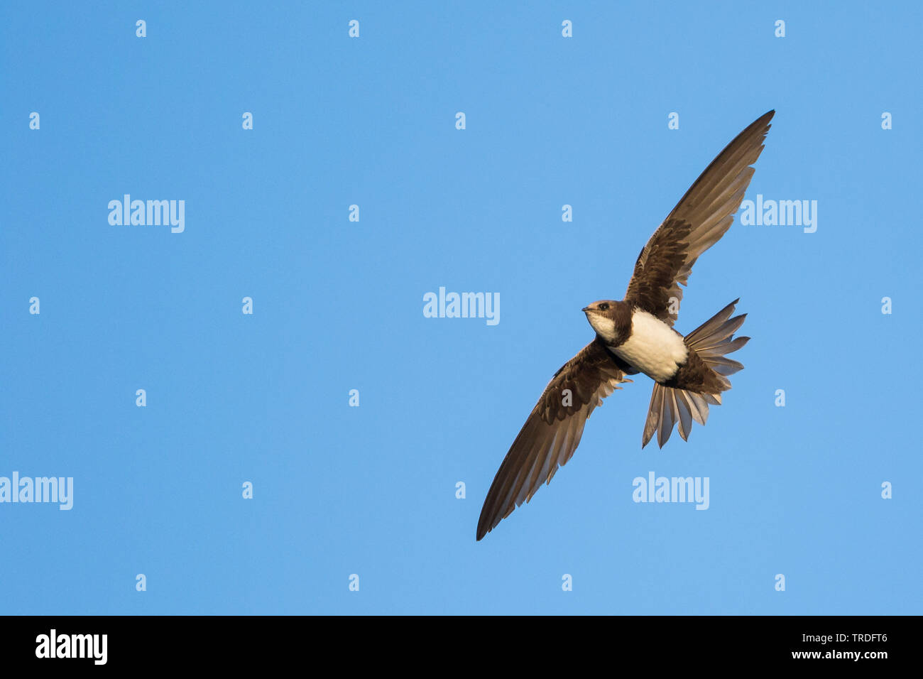 Alpine swift (Apus melba, Tachymarptis melba), flying, Germany Stock ...
