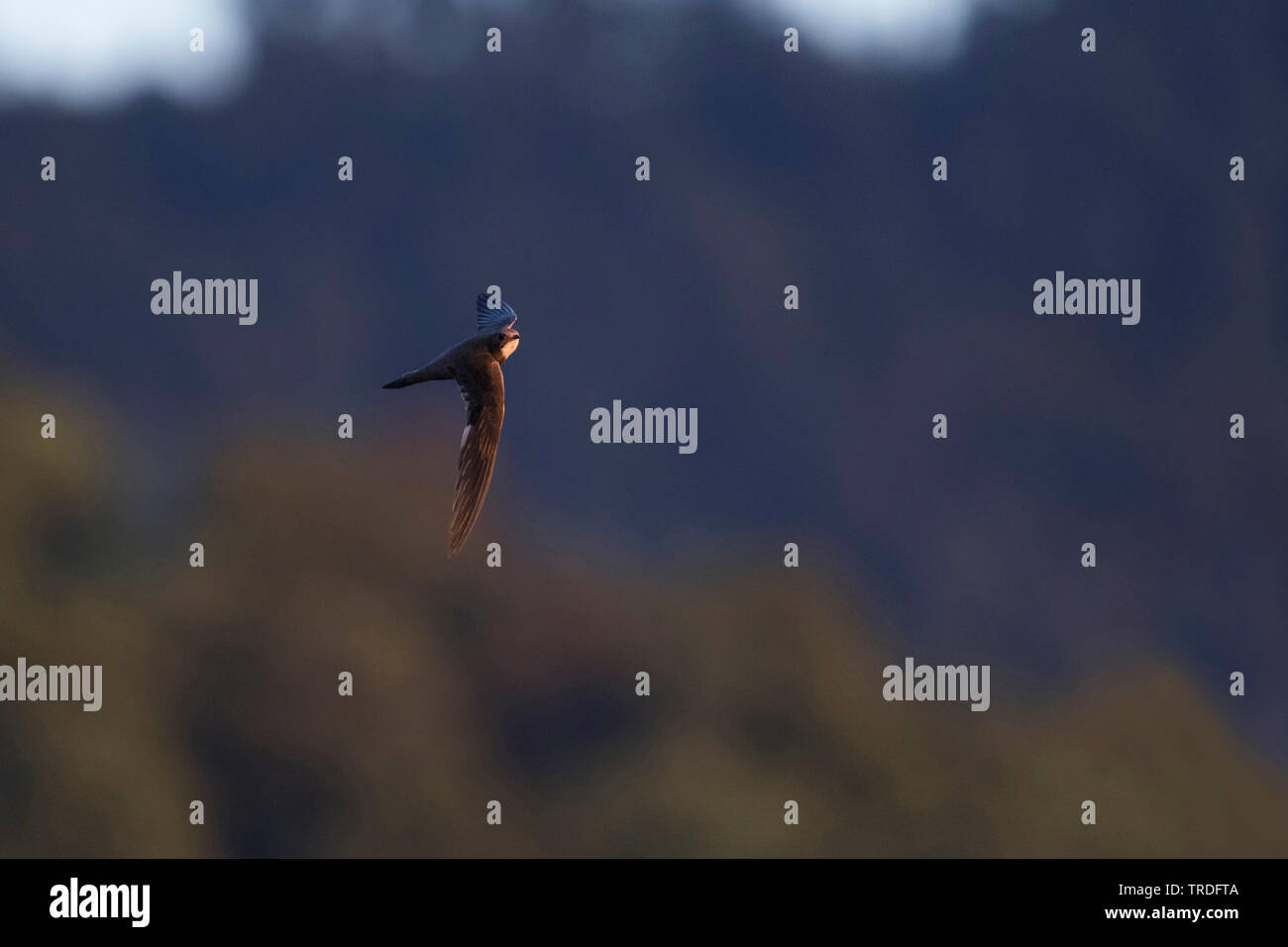Alpine swift (Apus melba, Tachymarptis melba), flying, Germany Stock ...