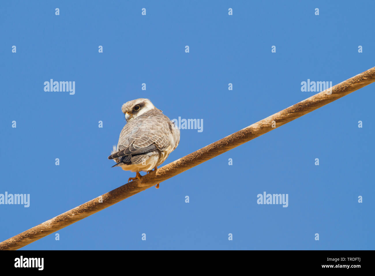 eastern red-footed krestel (Falco amurensis), sitting on a wire, Russia ...
