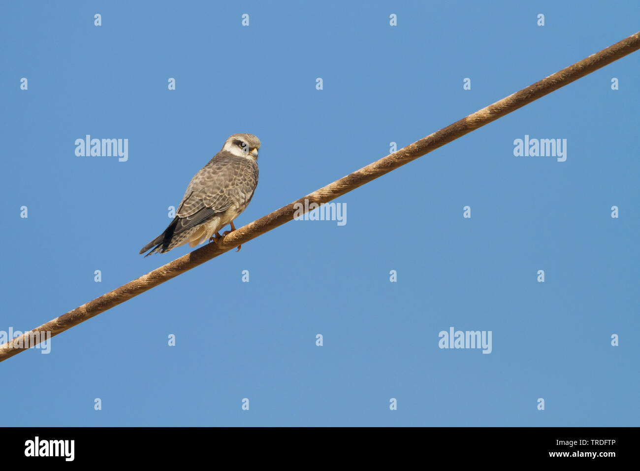 eastern red-footed krestel (Falco amurensis), sitting on a wire, Russia ...