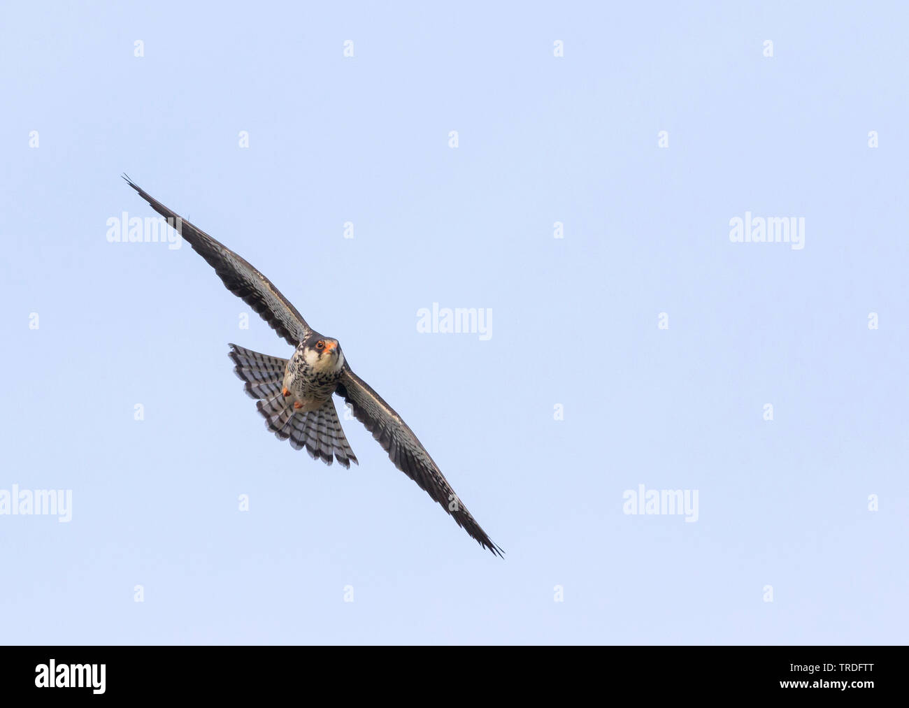 Female red footed falcon hi-res stock photography and images - Alamy